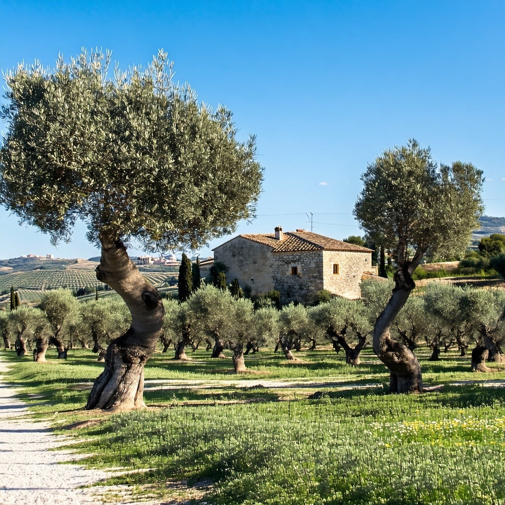 Italian olive varieties Puglia olive oil